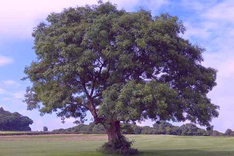 கருங்காலி மரத்தின் மருத்துவ குணங்களும் பயன்களும் !! - பசுமை இந்தியா